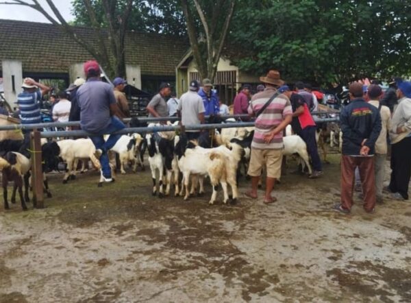 Harga Hewan Kurban Merangkak Hingga 20 Persen - Berita Diksi